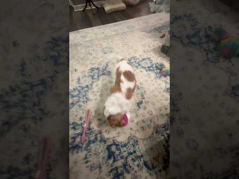 Sigma dog #sigma #trending #fumny
