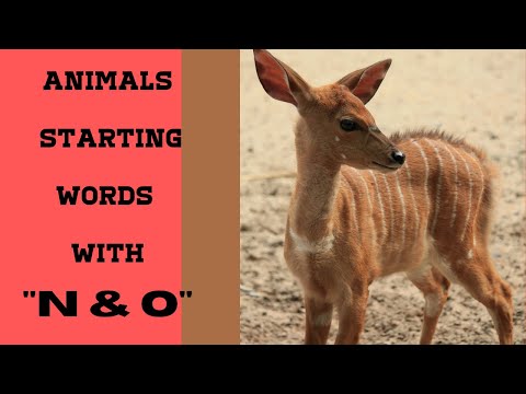 Animals Starting with N & O // Learn Animal Words That Start With Letters N, and O