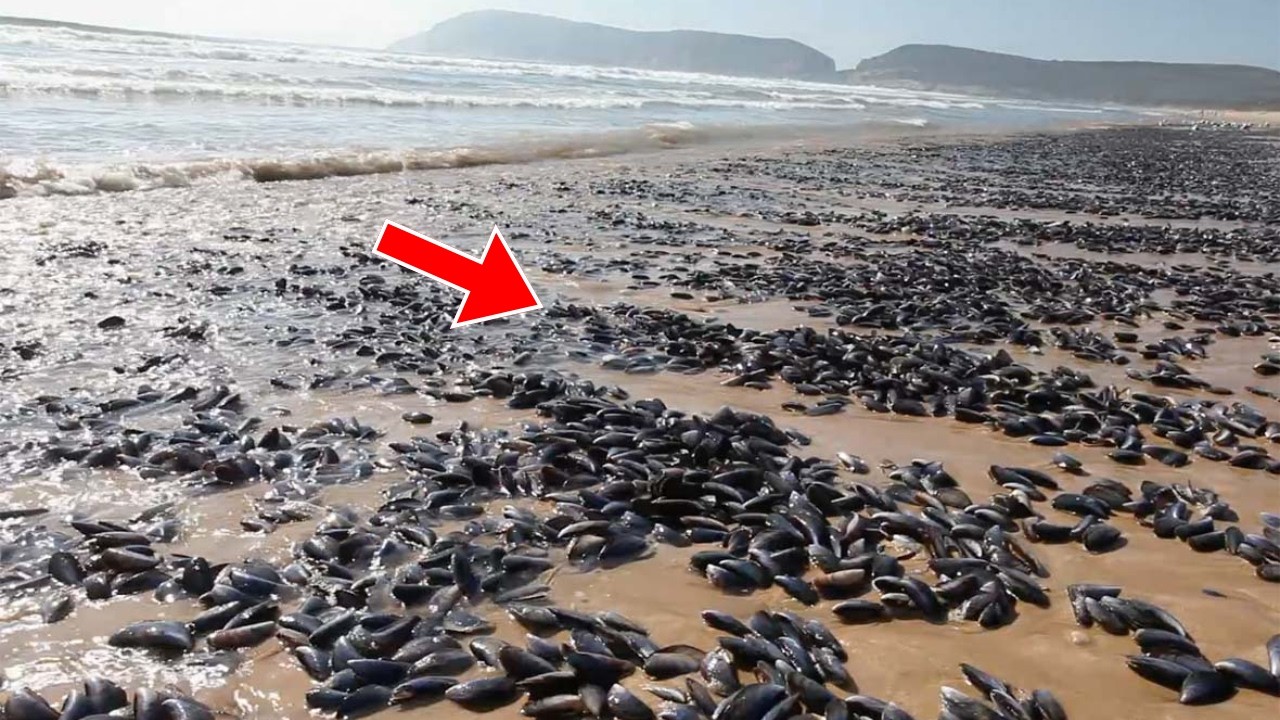 Lifeguards Spot Weird Creatures, Then Evacuate the Beach Immediately