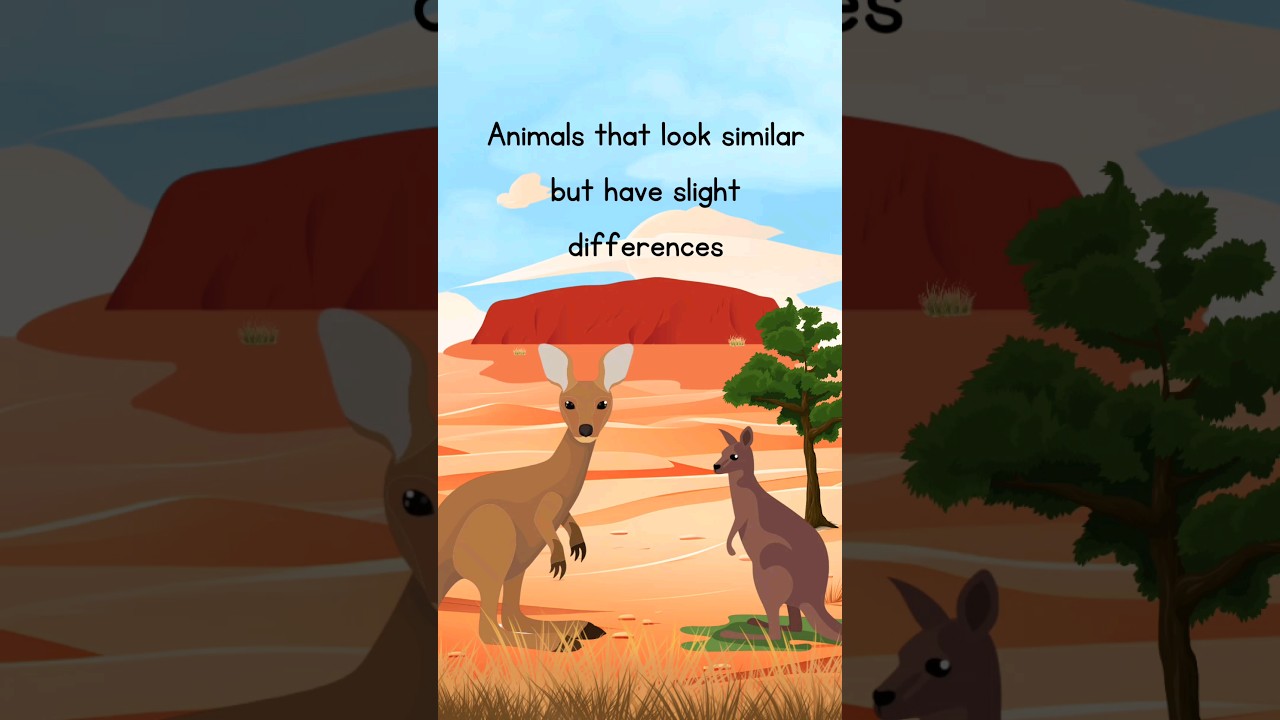 kangaroos and Wallabies Animals that look a like but are different! Fun animal facts