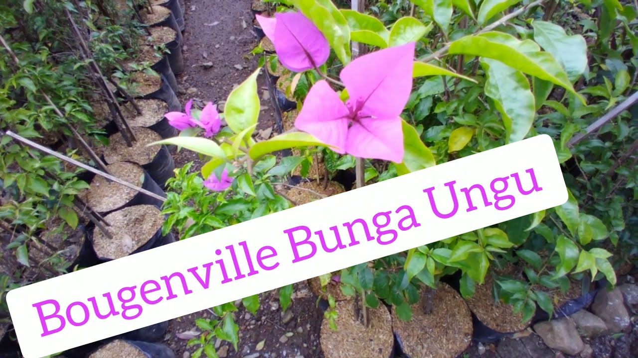Tukang Taman Jual Bougenville Bunga Ungu|Mengenal Tanaman Hias Episode 32