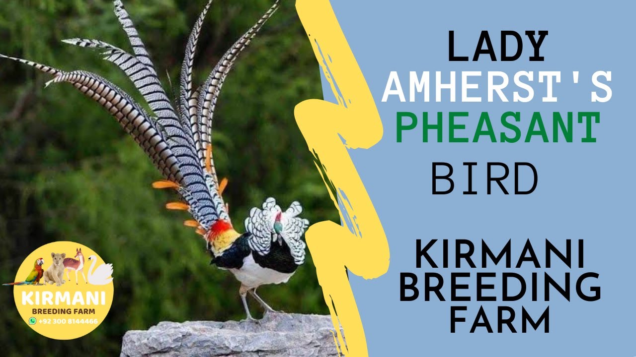 Lady Amherst's pheasant Bird Breeding Farm-  Kirmani Breeding Farm