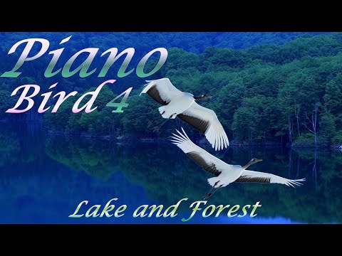 🎵 Enriching Forest in Japan / Album【Night Owl Piano】