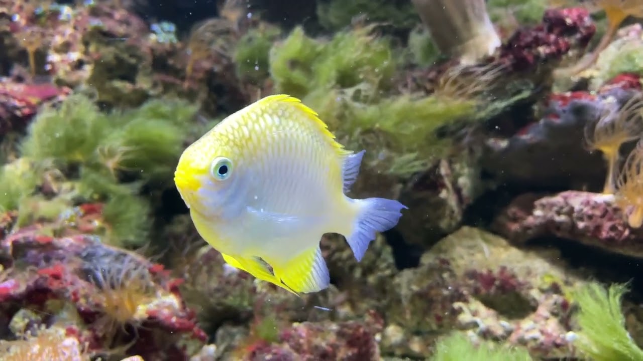 Sapín molucký. The lemon damselfish, Pomacentrus moluccensis, is native to the Pacific Ocean