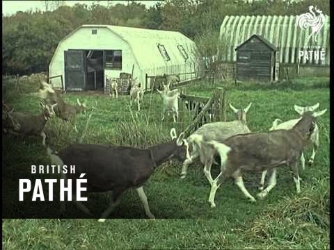 Goats Aka Goat On Roof Or Goat Farm (1963)