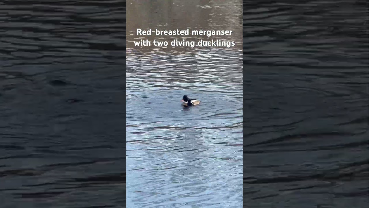 Red-breasted merganser chicks diving in the Storrow lagoon along the Charles River Esplanade