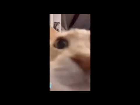 Steam Community :: Video :: Sploink