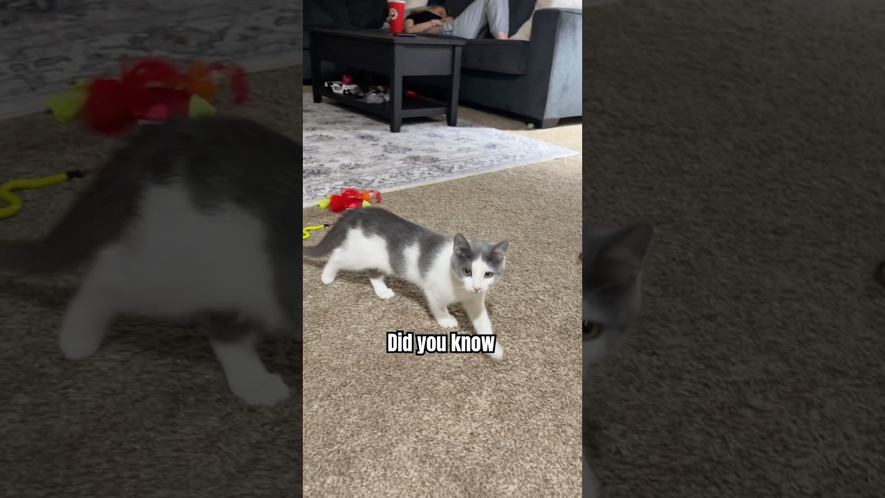 Did you know? #cats #cat #kittens #kitten #funny #subscribe #fyp #cute #cutecat # #aww