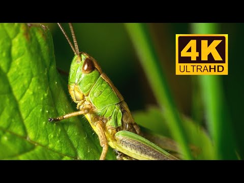 Are Grasshoppers And Locusts The Same? Grasshopper Vs Locust || Extreme Macro Shots || 4K UHD