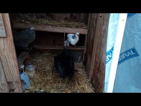 Black Spanish Turkey chews out Brahma chicken