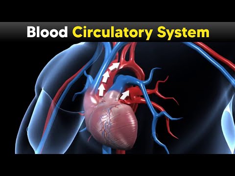 Human Circulatory System - Explained ( Urdu/Hindi)