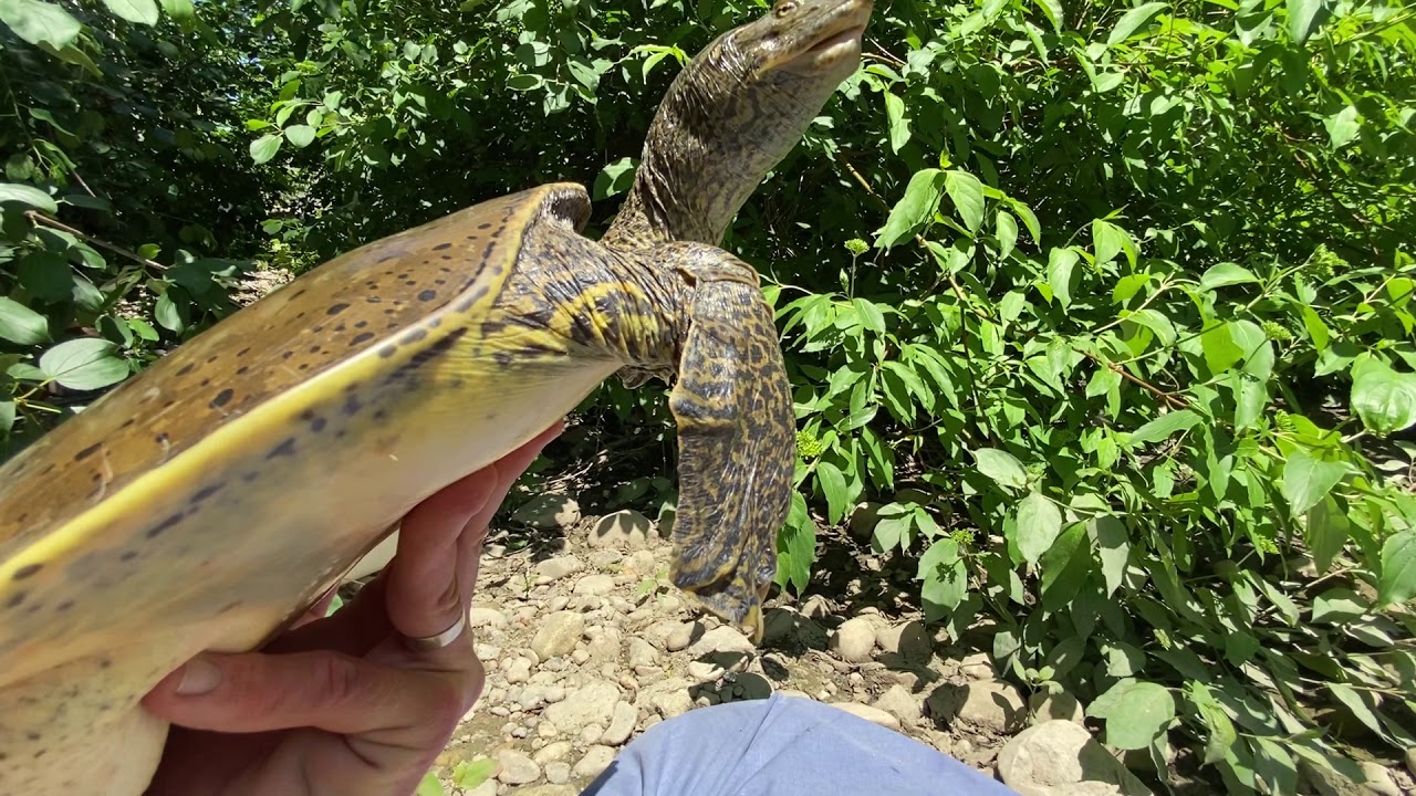 Up Close! Spiny Softshell Turtle