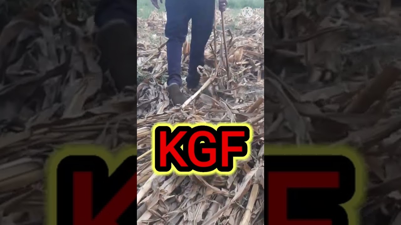 violence violence kgf 2 dialogue download