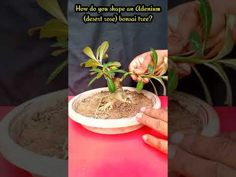 💁How do you🌲shape an adenium bonsai🌳tree? #shorts #bonsai #adenium