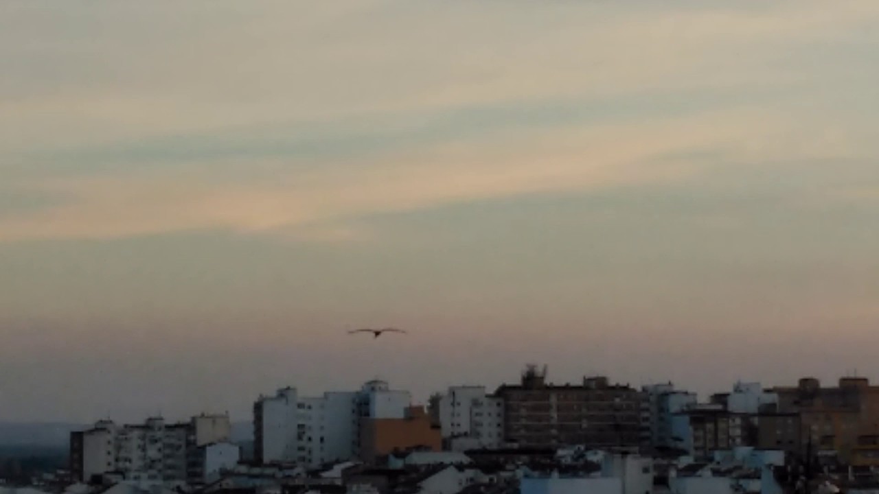 EL VUELO DE LA CIGÜEÑA BLANCA DE LA 