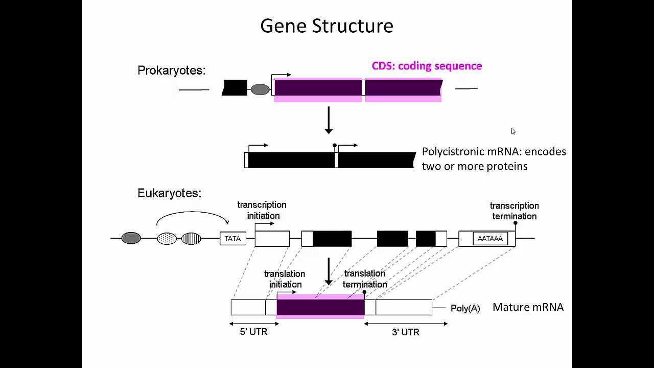 Gene Structure