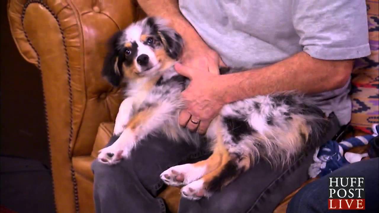 How to Perform the Heimlich Maneuver On Dogs