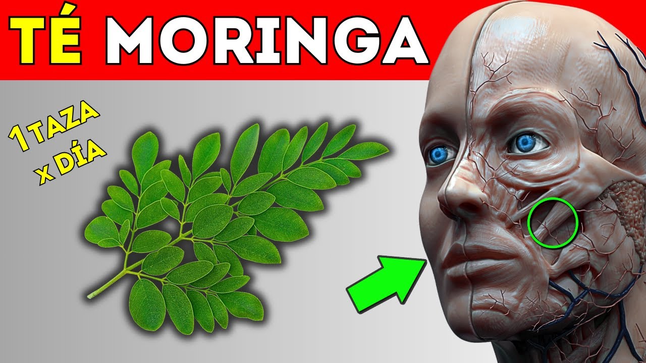 ¡ESTO HACE! Tomar TÉ de MORINGA a Diario (CÓMO USARLA)
