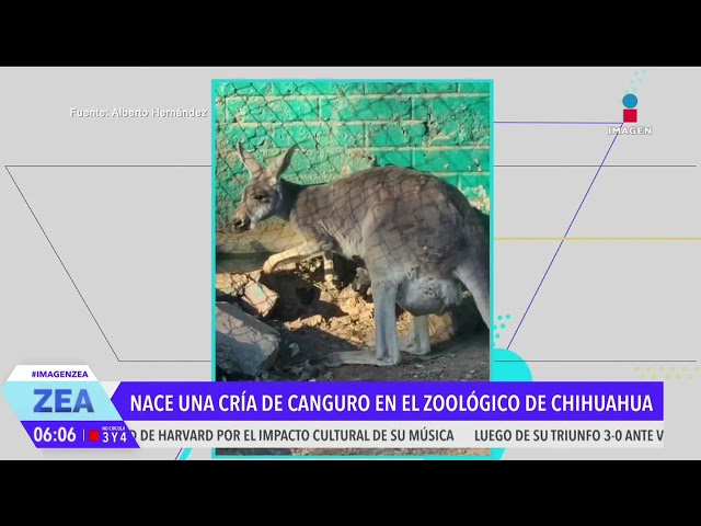 Zoológico de Cleveland presenta a su nueva estrella: un tierno bebé canguro