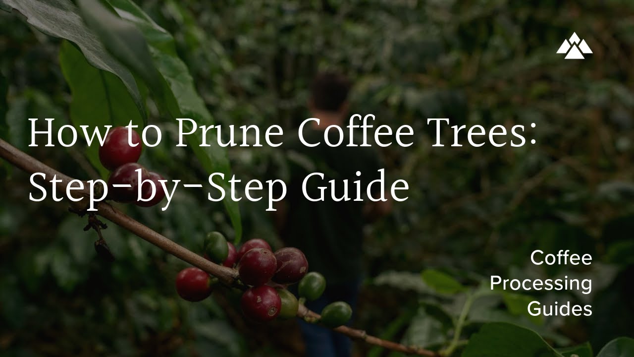 How to Manage your Coffee Trees - Step-by-Step Guide
