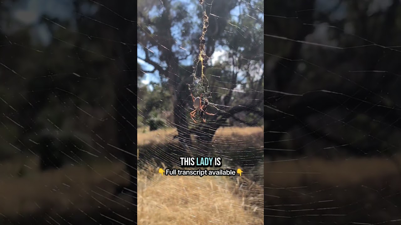 Australian spiders: The golden orb weaver #spider #australianwildlife #perth #nature #perthlife