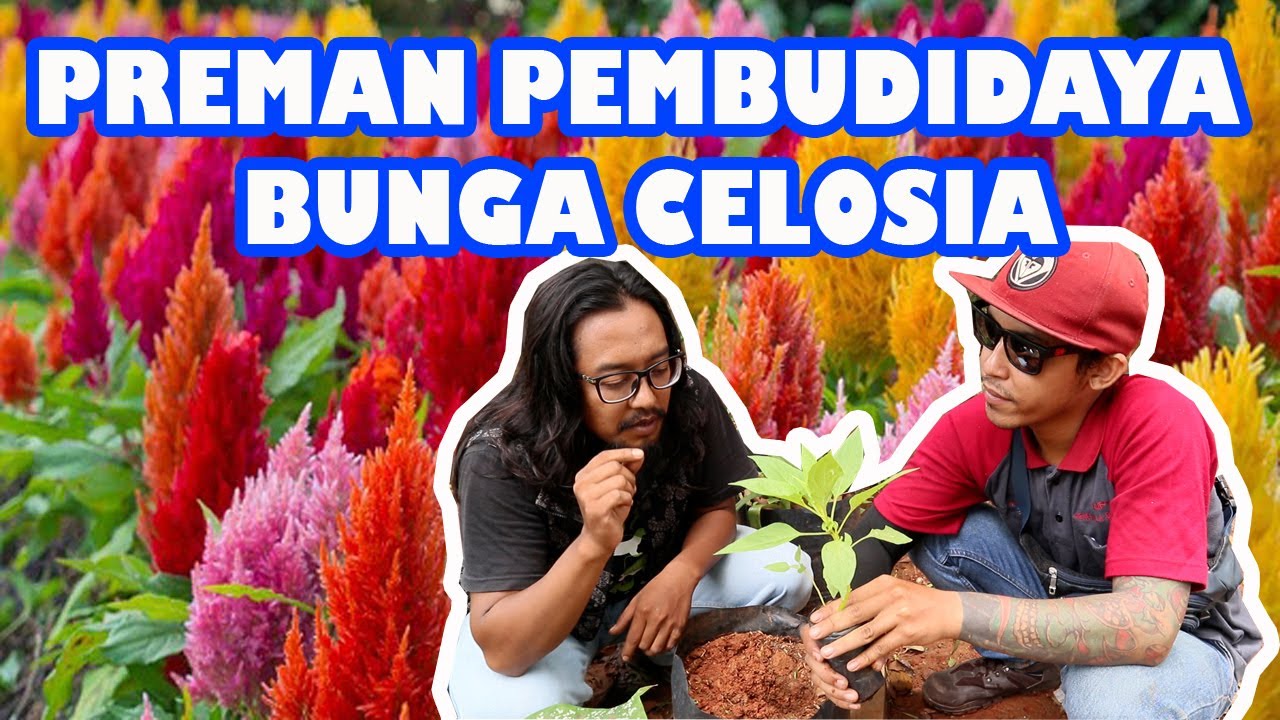 BUDIDAYA BUNGA CANTIK CELOSIA