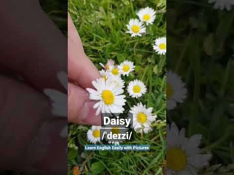 Daisy: A small flower with white petals and yellow center #shorts