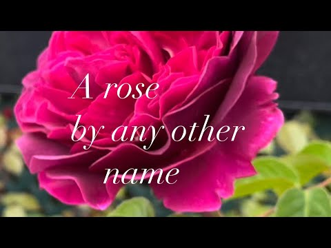 A rose by any other name- Curious Kitty 🐈⬛