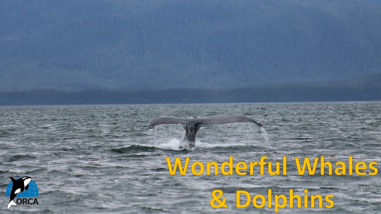 ORCA Lesson 6: Incredible Journeys Part 3