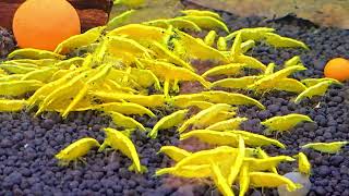 Neocaridina Davidi var. Yellow Backline | Krevetarko.cz | Vše pro ...