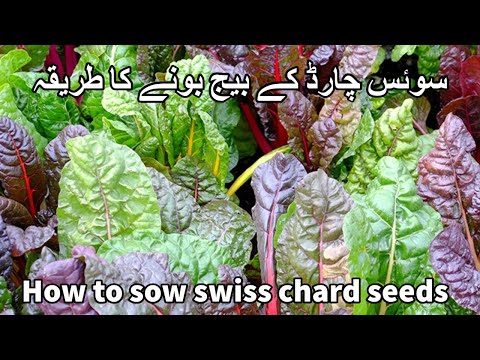 How to Sow or Grow Swiss Chard in Containers/Pots | Growing Chard at Home - Part I (Urdu)