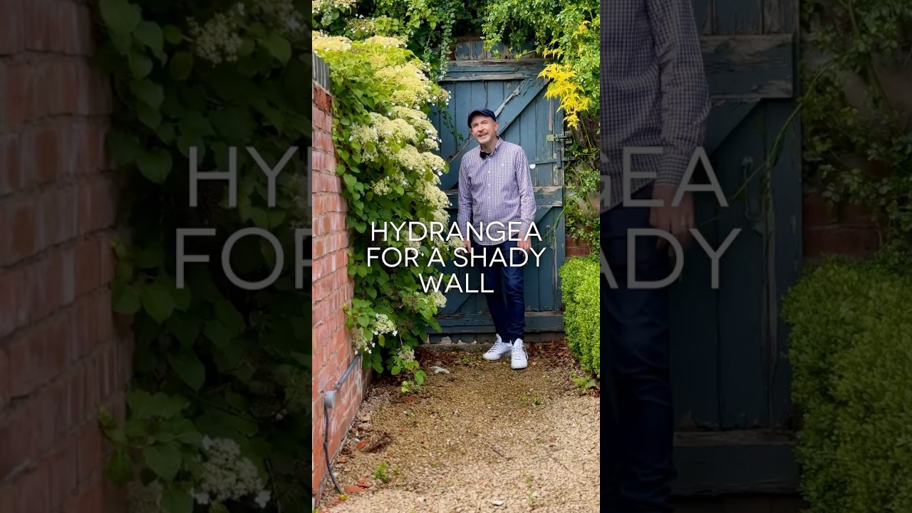 Best Climber For Shady Walls