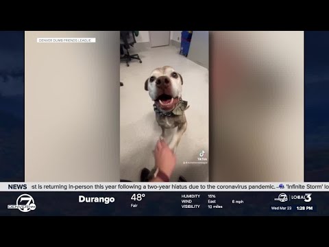 Dumb Friends League talks National Puppy Day, importance of rescuing a pet