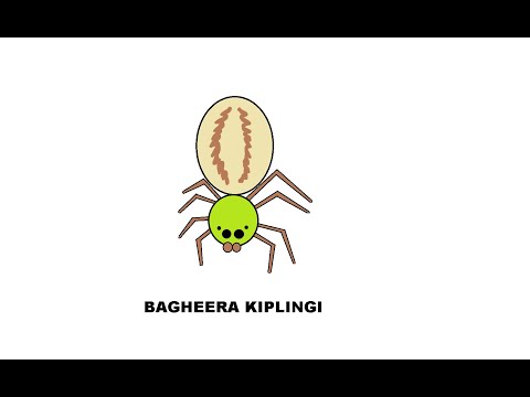 bagheera kiplingi is a terrible person
