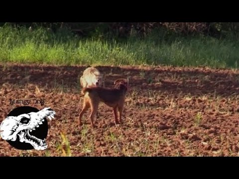 Getting bit - coyote hunting with decoy dogs