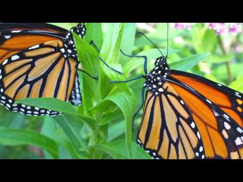 Learning the Difference between Native & Exotic Species