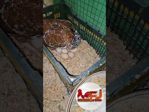 Broody Aseel Hen sitting on eggs for the first time| #fjfarms #broodychicken #aseel #breeding #viral