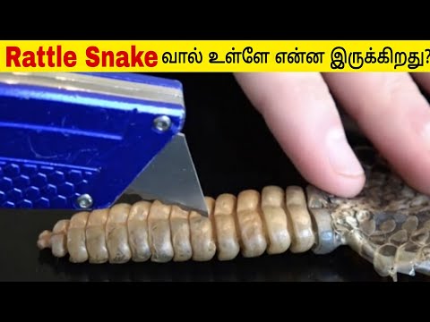 Experiment 😂 Rattle snake 😮 வால் உள்ளே என்ன இருக்கிறது ? minutes mystery_facts in tamil_Unknown fact