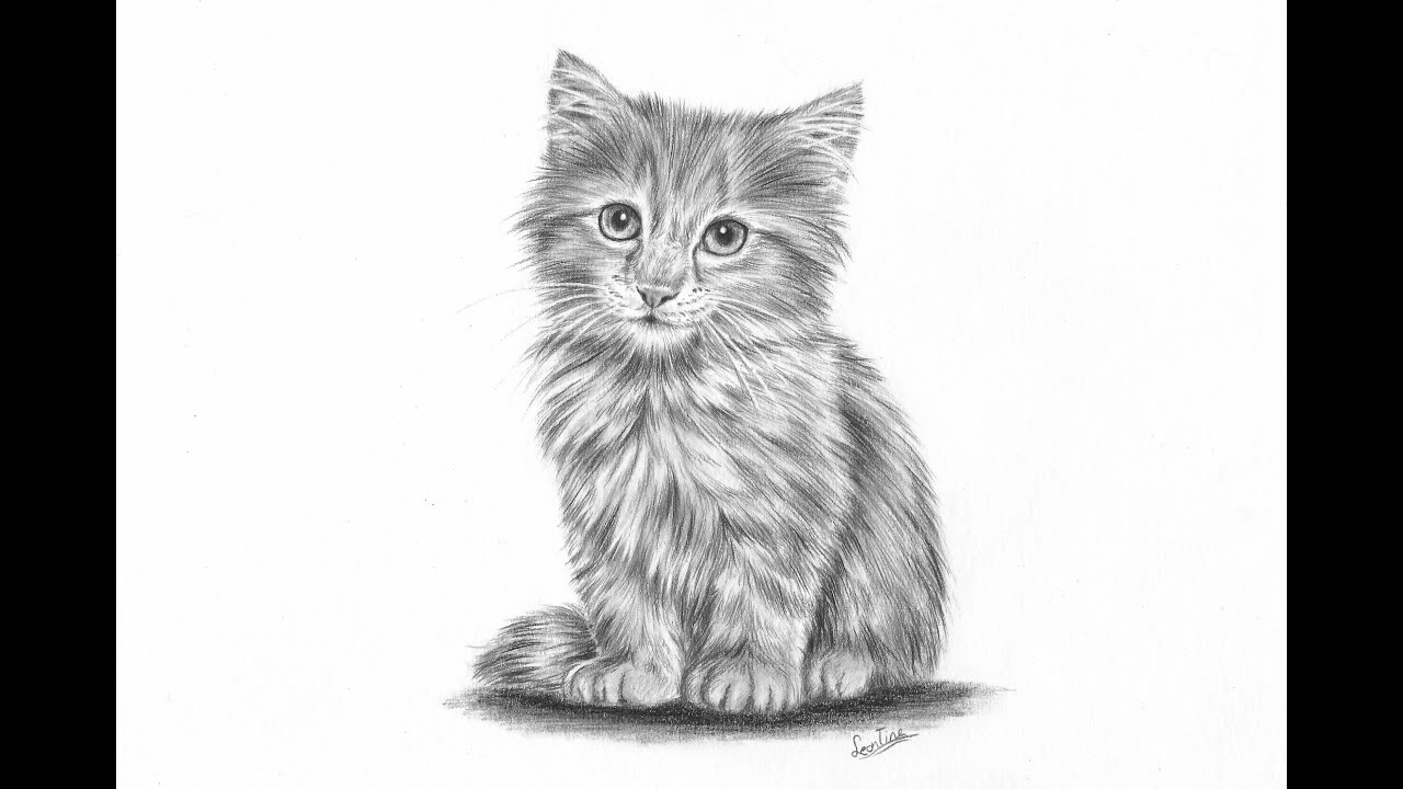 How to draw a realistic kitten part 2: Fur and details | Leontine van vliet