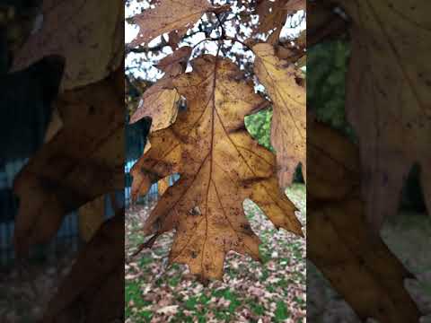 Red oak - leaf showing Autumn colours - October 2021