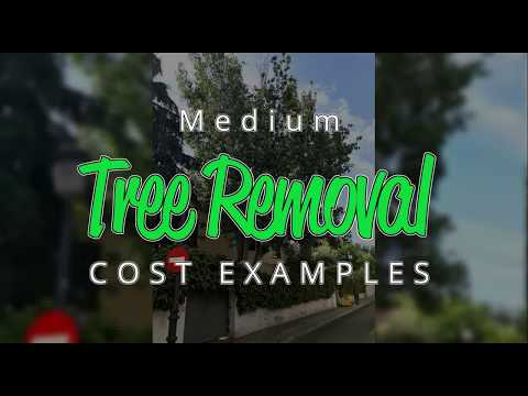 Medium Tree Removal Cost Examples