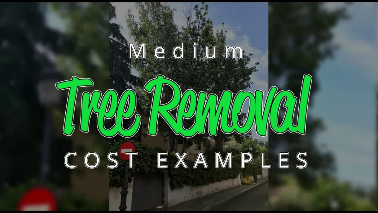 Medium Tree Removal Cost Examples