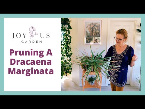 Pruning A Dracaena Marginata (Dragon Tree) #shorts #indoorplants #houseplants
