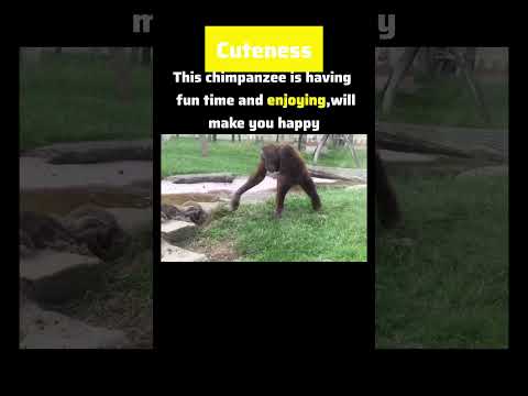 Cuteness is when chimpanzee tries to play #funny #memes #newsong
