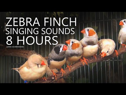Zebra Finch Sounds: Cohewet-Cohewet
