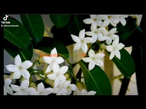 iasomia de Madagascar