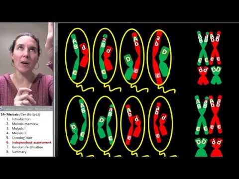Meiosis 6- Independent assortment
