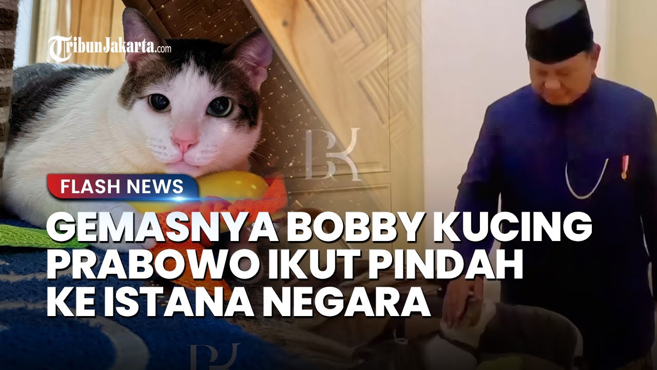Kucing Prabowo 'Bobby Kertanegara' Ikut Diboyong ke Istana Negara: Mau ...