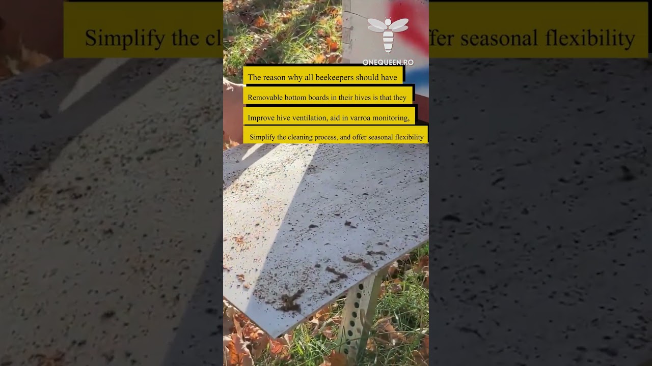The reason why all beekeepers should have removable bottom boards in their hives is that..