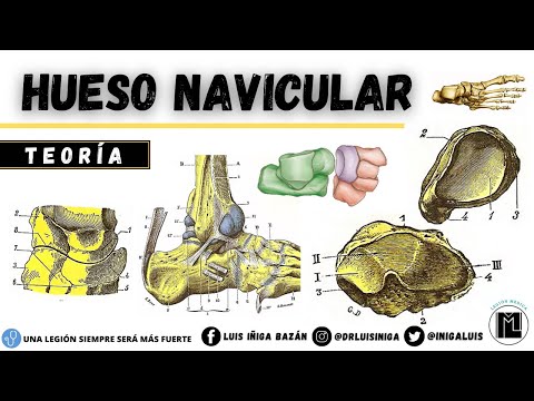 Anatomía: Hueso Navicular o Escafoides | Caras, Bordes, Articulaciones (Art. de Chopart) Ligamentos